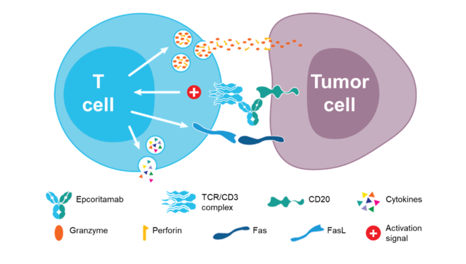 AbbVie Korea secures domestic approval for 'EPKINLY', a new bispecific ...