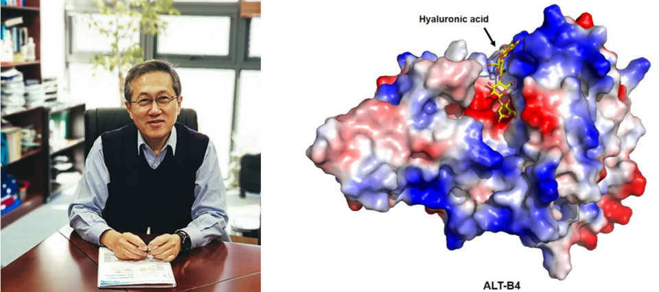Alteogen’s hyaluronidase 'ALT-B4' manufacturing method patented in the U.S.