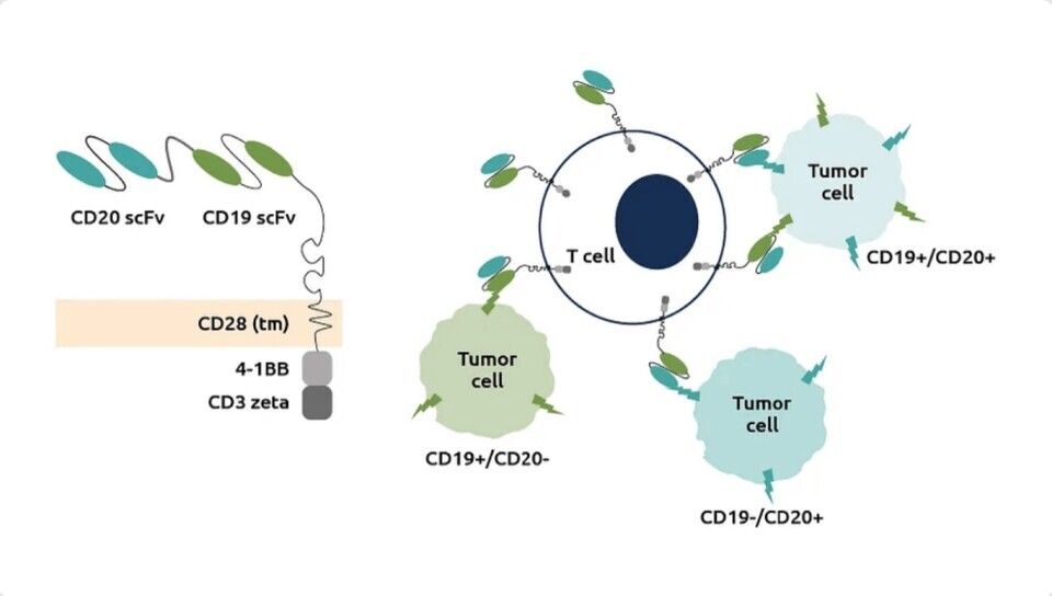 임팩트바이오 "CD19·CD20 표적 CAR-T, 다발성경화증 美 임상1상 승인"