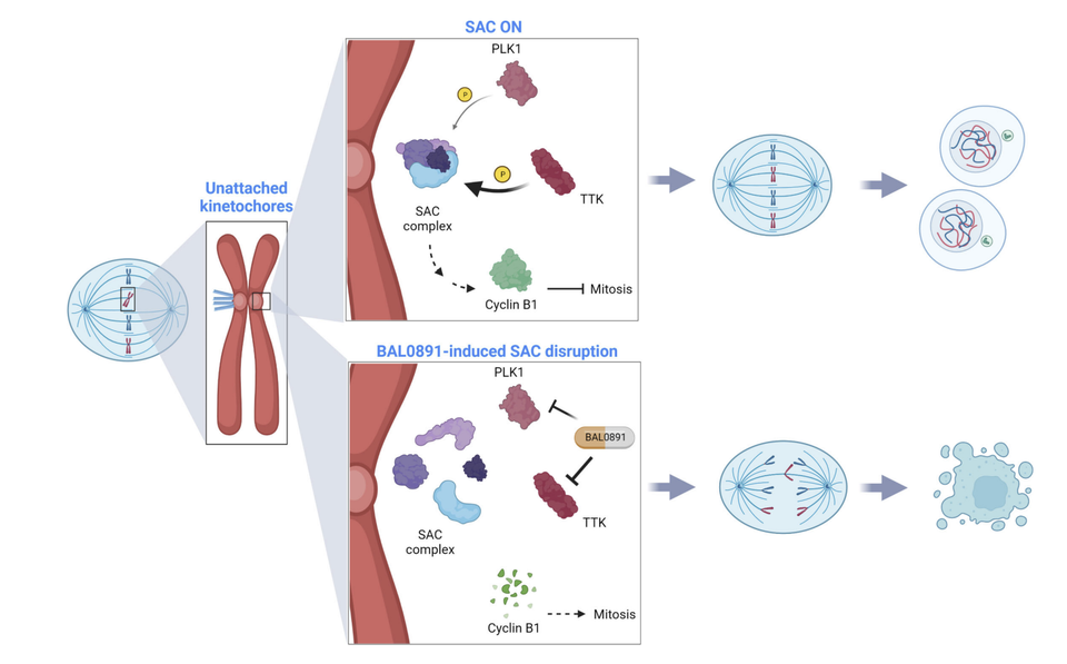 SillaJen’s TNBC treatment shows game-changing potential: First ...