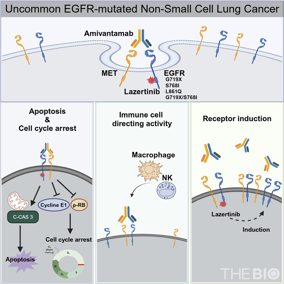 "Lazertinib and amivantamab show potential to overcome current ...